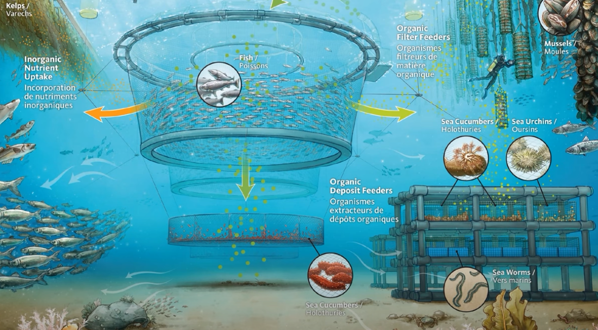 Seafood Media Group - Worldnews - AQUASATH: Pioneers of Sustainable Aquaculture in Spain’s First ...